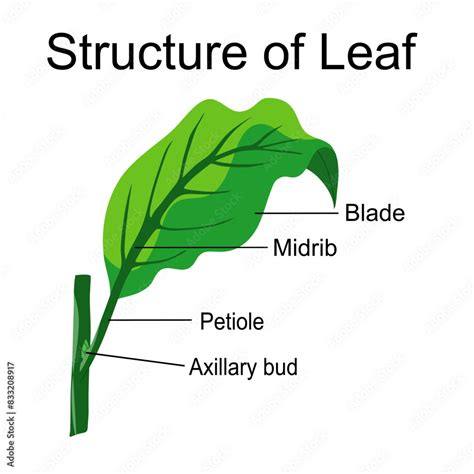 Structure Of Leaf Diagram Illustration Stock Vector Adobe Stock