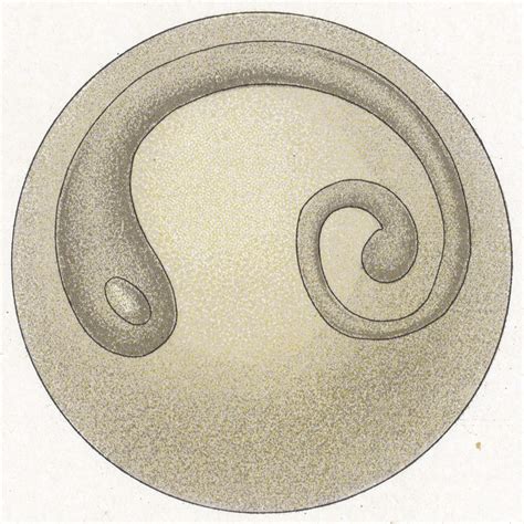 1883 Fern Classification Chart Taxonomy Of Cryptogamic Plants In An Antique Colored Lithography