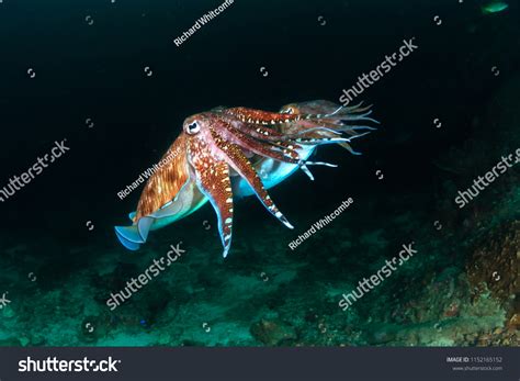 Pair Beautiful Cuttlefish Mating On Dark Stock Photo Shutterstock