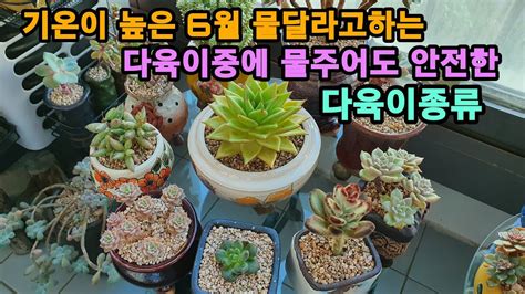 다육이♡ 기온이 높은 6월 물달라고하는 다육이중에 물주어도 안전한 다육이종류💓💓 Youtube