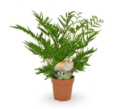 Pteris Straminea Green Solutions