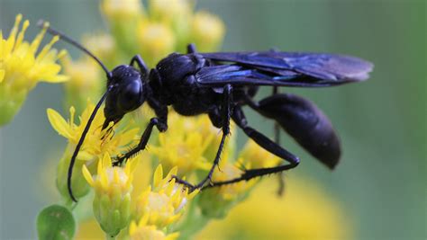 Types Of Black Wasps Discount Shopping Th