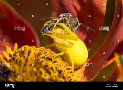 Flower Crab Spider Misumena Vatia Eating Prey Small Bee Female Having