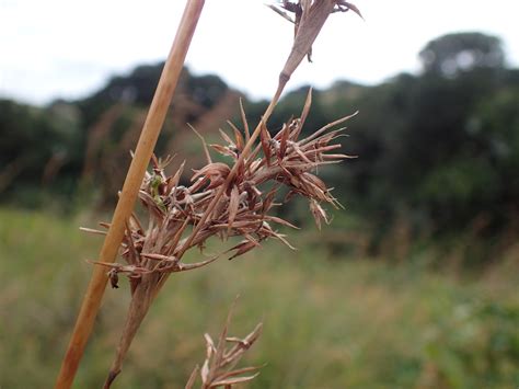 Cymbopogon Nardus Citronella Grass Fsus