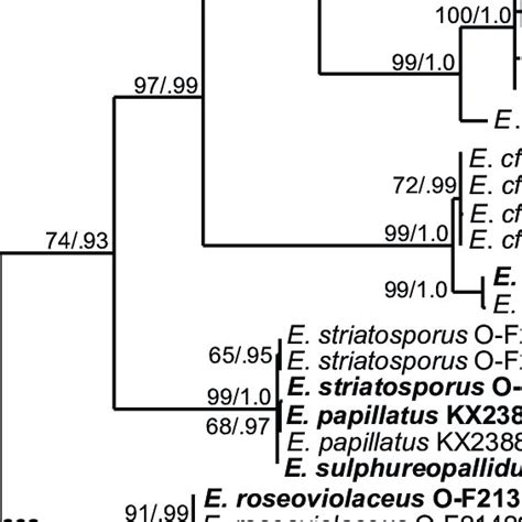 one of the equally most parsimonious trees from the phylogenetic