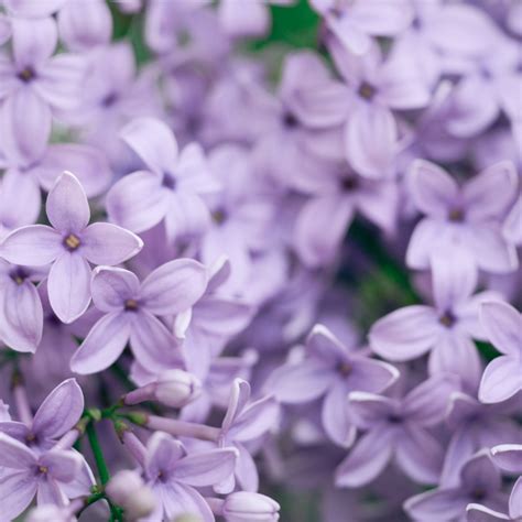 Lilac Plants Varieties Growing Tips And Care Guide