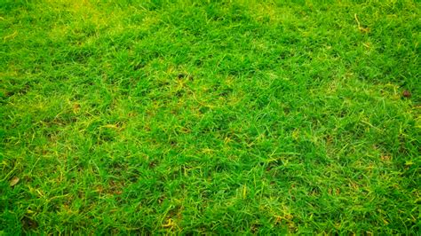Common Lawn Problems and How to Fix Them | Australian Seed and Turf