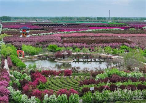 江苏沭阳：海棠花开产业旺 人民图片网