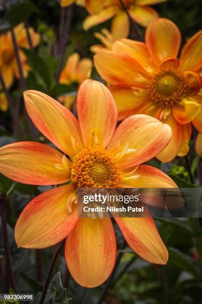 Nilash Photos And Premium High Res Pictures Getty Images