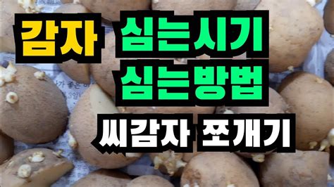 감자심는시기 감자심는방법 씨감자 자르기 씨감자 만들기 감자심는시기와방법 감자심기방법 감자심기시기 씨감자 심기