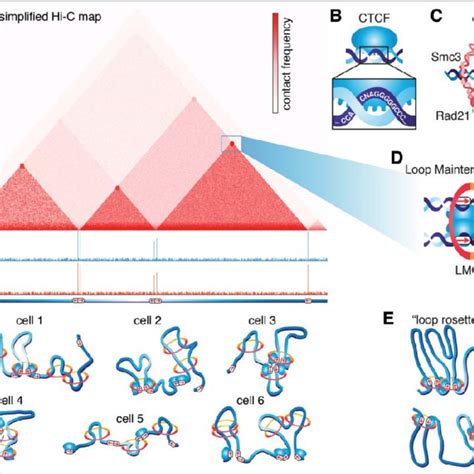 Tads Chromatin Loops And The Role Of Ctcf And Cohesin A A Simulated