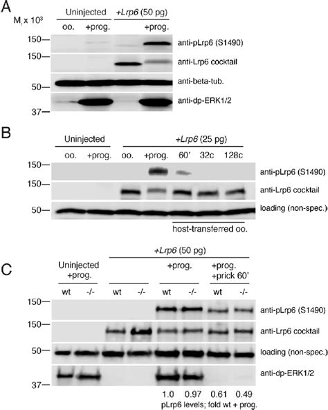Wnt11b Does Not Regulate Lrp6 Phosphorylation A Immunoblotting Of