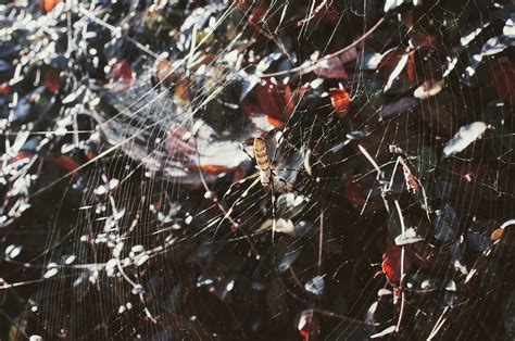 web crawling with python web crawling definition by ayorinde