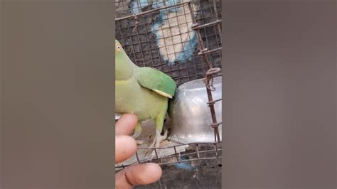 Ramesh 🦜🐦 Paswan Youtube