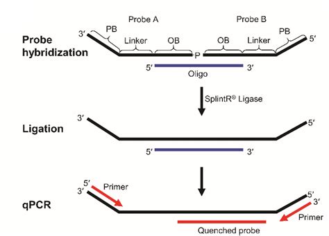 Dmpk Quantitative Analysis Of Oligonucleotides Using Rt Qpcr Wuxi Apptec Dmpk