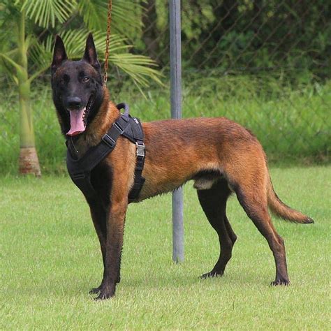 Pastor Belga Malinois