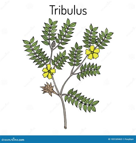 Tribulus Terrestris Seed Vector Drawing Isolated Medical Plant