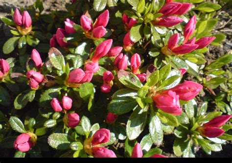 Wallpaper Cz Příroda Flora Moje Azalka Stažení 2048x1440