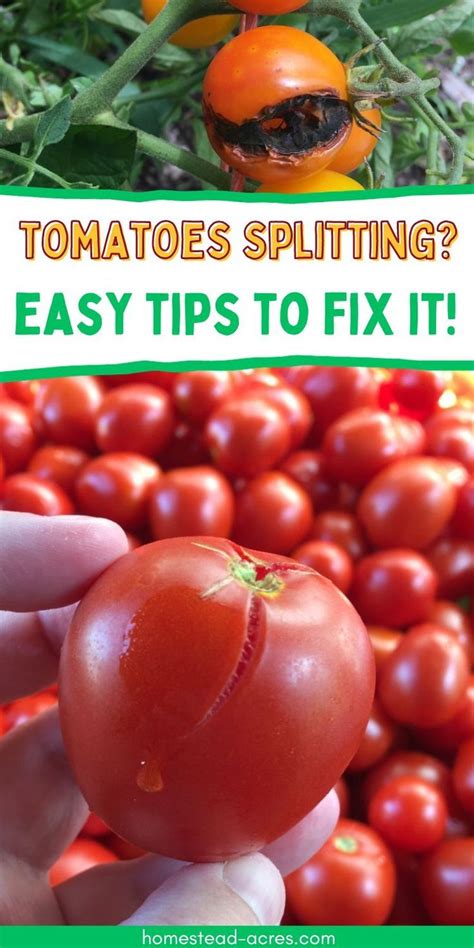 Tomatoes Splitting Why Tomatoes Split And How To Stop It Growing Vegetables At Home Tomato