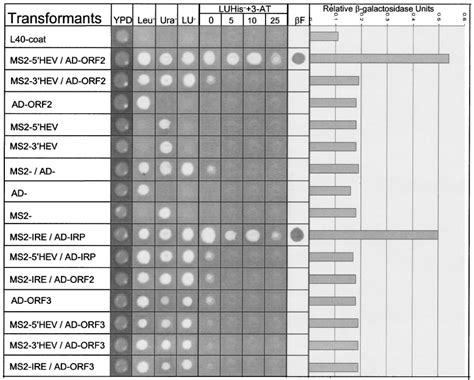 Results From The Three Hybrid Analysis Showing 5 Ј Hev Genomic Rna