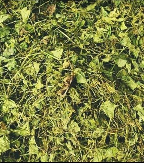 Brahmi At ₹ 120kg Matiyari Lucknow Id 2854422125230