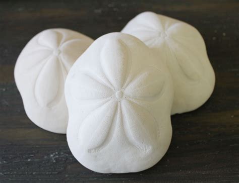 Sea Biscuits Sand Dollar Natural Sea Life Decor California