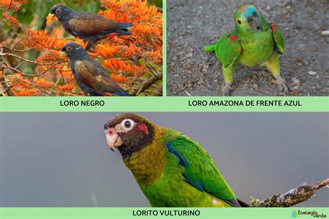 15 Tipos De Loros Especies Y Fotos
