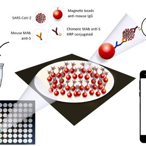 schematic representation of 96 well wax printed paper based elisa