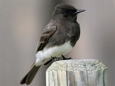 33 Black Birds With White Belly Species Pictures And Identification