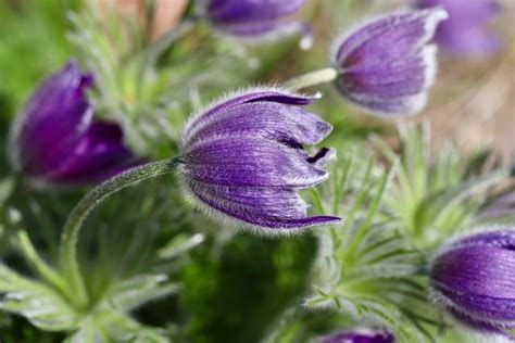 Pasque Flower Pulsatilla Common Free Photo On Pixabay