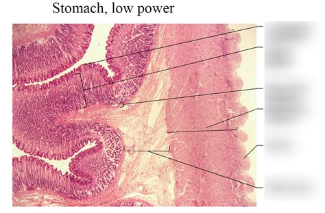 Stomach Low Power Diagram Quizlet