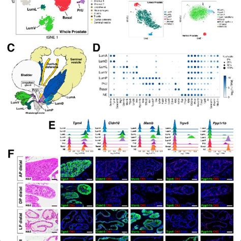 Pdf A Single Cell Atlas Of The Mouse And Human Prostate Reveals