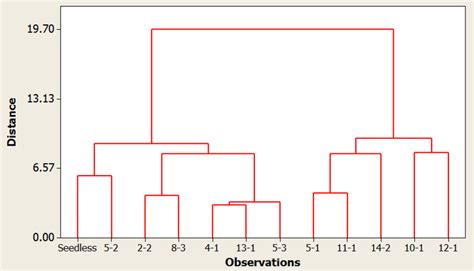 average linkage dendrogram of the barberry genotypes resulting from the