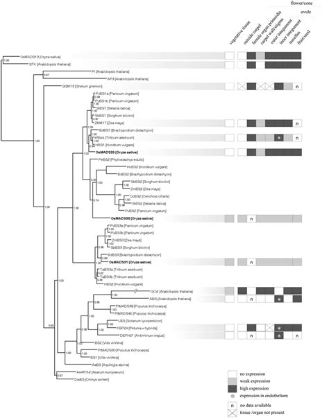 phylogeny and expression patterns of b sister genes bayesian phylogeny