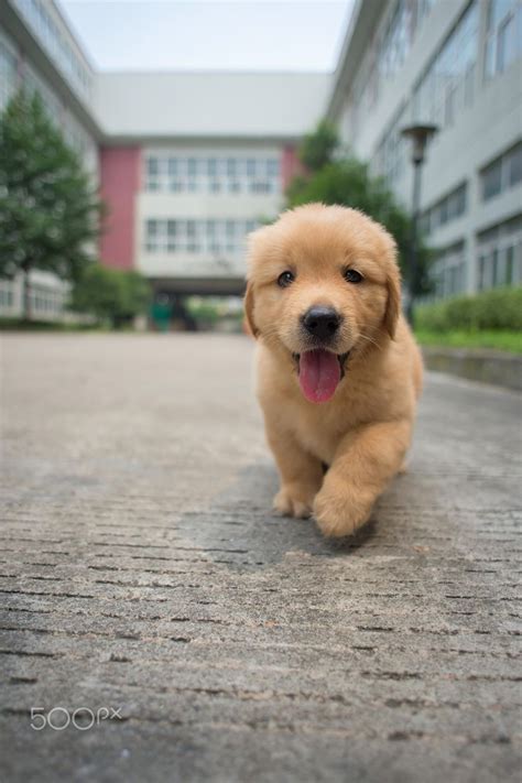 78 Best Golden Retriever Puppies Images On Pinterest Golden Retriever
