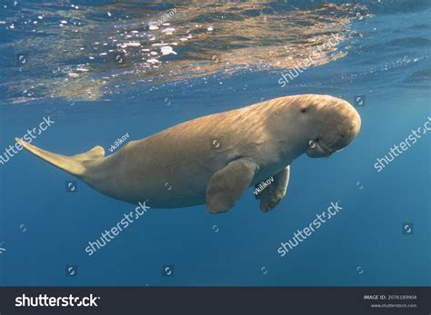 Dugong Dugon Dugong Dugong Dugon Marsa Alam Red Sea