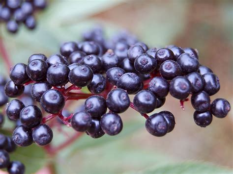 Find Plants Blue Elderberry