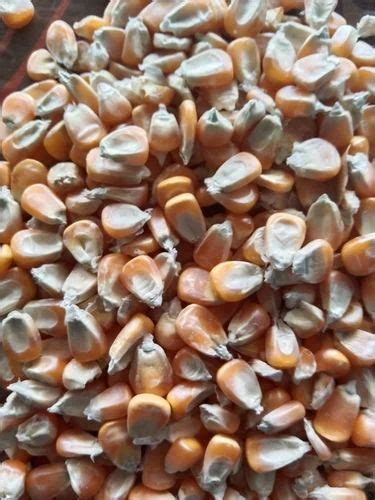 Yellow Maize Gluten Free At ₹ 23kg In Vizianagaram Id 2850472101762