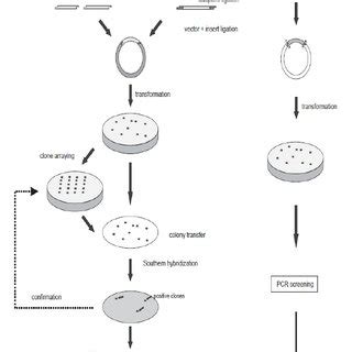 PDF Development Of Microsatellites A Powerful Genetic Marker