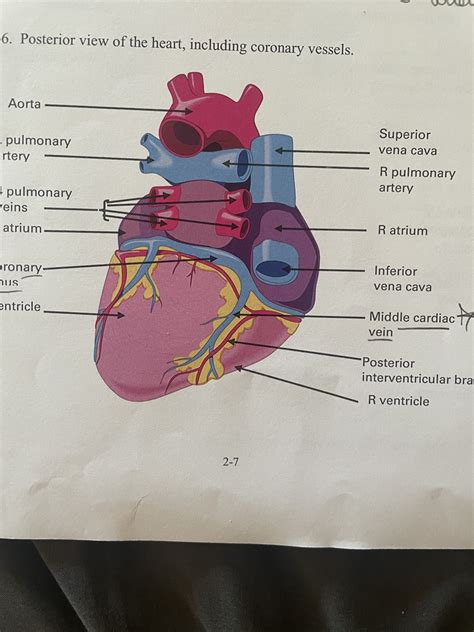 Posterior Heart Diagram Diagram Quizlet