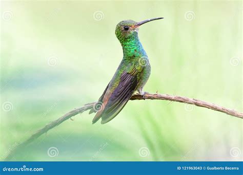 Rufous Tailed Hummingbird Amazilia Tzacatl Stock Image Image Of
