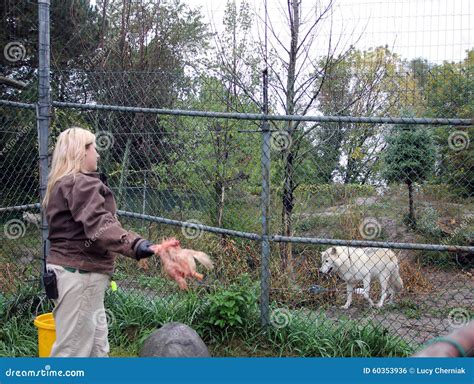 Wolf Feeding Foto Editorial Imagem De Cerca Nave Povos 60353936