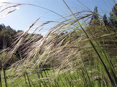 Needlegrass Encyclopedia Of Life