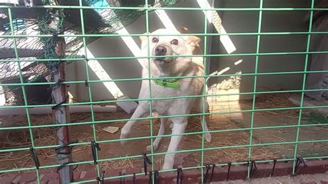 저희 애가 아파서 일요일 아침 공장 진돗개한테 40분 늦게 갔더니 난리났습니다제가 오늘 안 오는 줄 알고 집 안에서 슬픔에 빠져 있더군요회사에 안 갈 수가 없습니다5년