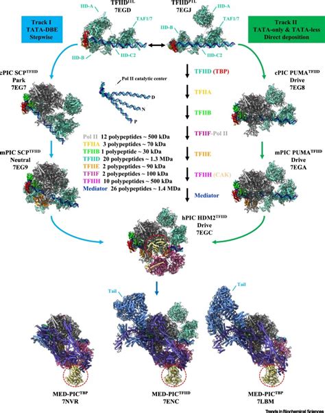 Take Your Pic Trends In Biochemical Sciences
