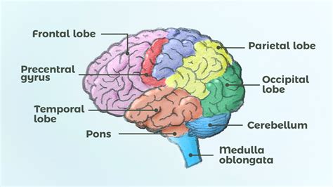 Inside Of Brain Diagram At Taradrianablog Blog