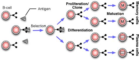 Figure 1 From Self Adaptive Attribute Weighting For Naive Bayes Classification Semantic Scholar