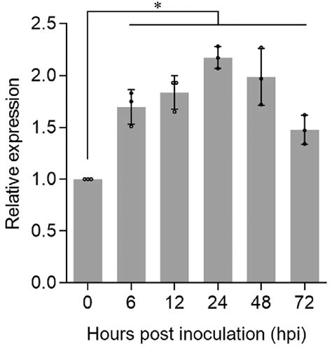 Vmsp1 Is Upregulated During Valsa Mali Infection Relative Expression Download Scientific