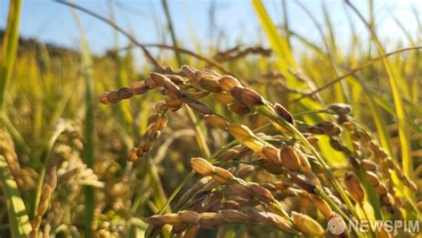 노랗게 익어가는 벼 네이트 뉴스