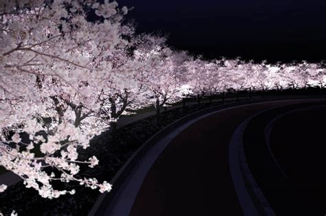 Glowing Cherry Blossoms At Night Love Maegan